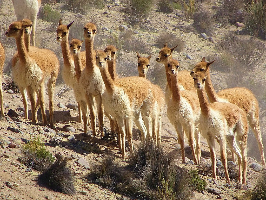 Vicuña Wool - The Most Expensive – FR Clothiers